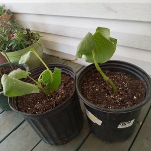 Neoregelia Sheba Bromeliad Offset for Shade or SUN - Etsy