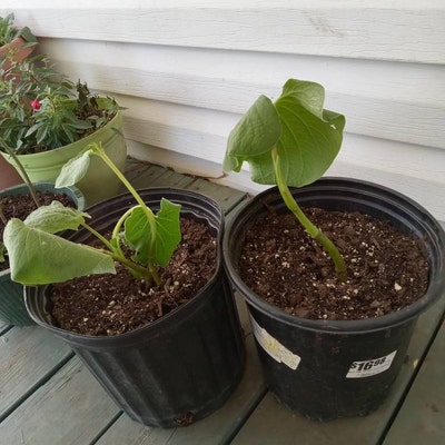 Neoregelia Sheba Bromeliad Offset for Shade or SUN - Etsy