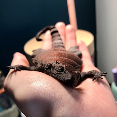 Articulated 3D Printed Pancake Lizard Fidget Toy - Etsy