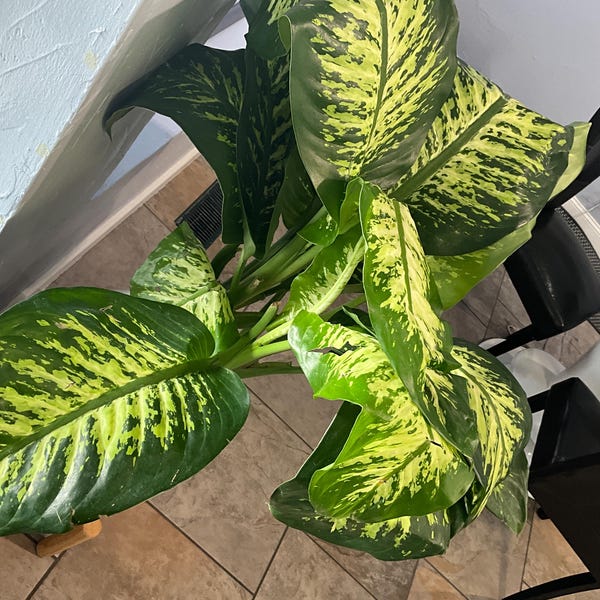 The 10 Inch Pot- Giant XL 3.5-4 Ft. Tall Dieffenbachia Dumb Cane Indoor ...