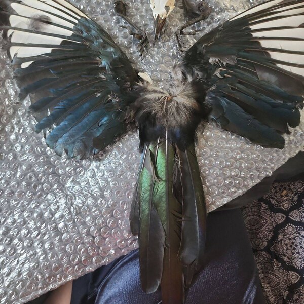 Real Magpie Crow Wings A1 Quality Corvid Taxidermy Gothic Curo Study ...