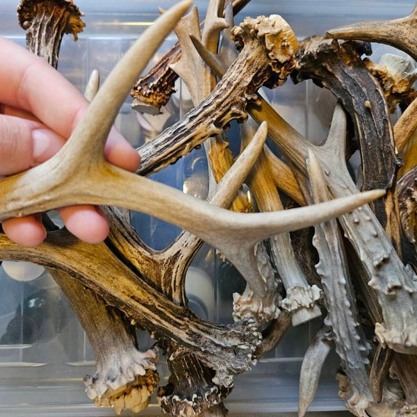 1 Kg / Sizes From 10-50 Cm / 2-20 Pieces / Natural Red Deer Antlers ...
