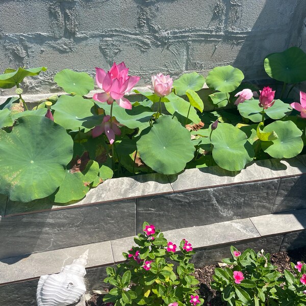 Chinaberry Tree, Pride of India, Bead-tree, Cape Lilac, Persian Lilac ...