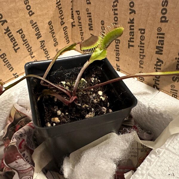 Ficus Thunbergii (oak Leaf Creeping Fig Aka Ficus Pumila Var ...