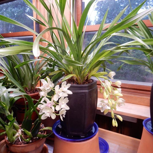 Rlc. Sung Ya Green 'mailman' 2.5 Pot - Etsy