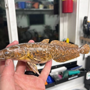 Halibut Fish Blank, 16-20 Inches 3D Wall Mounted Fish Blank, One Side ...