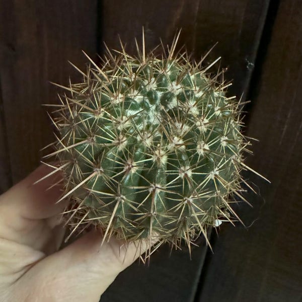 Gymnocalycium Baldianum Cactus Plant, Fully Rooted, AKA Spider Cactus ...