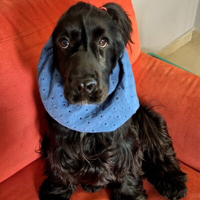 Cacao Breathable Muslin Dog Snood Cocker Spaniel Cotton Summer Snood ...