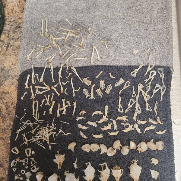 Small Oddities Mystery Box - Etsy