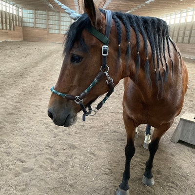 Dragon Hunter Horse Costume Medieval Barding Costume - Etsy