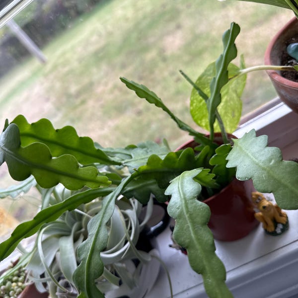 Fishbone Cactus | Epiphyllum Anguliger Ric Rac Cactus | Zig Zag Cactus ...