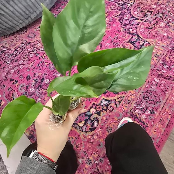 Epipremnum Skeleton Key Starter Plant (ALL STARTER PLANTS Require You ...