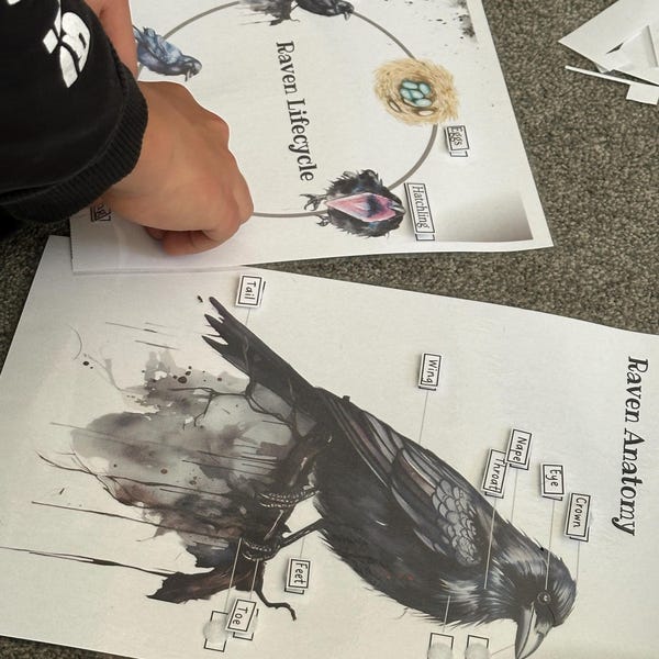 Banana Unit Study, Banana Life Cycle , Parts of Banana Plant, Banana ...