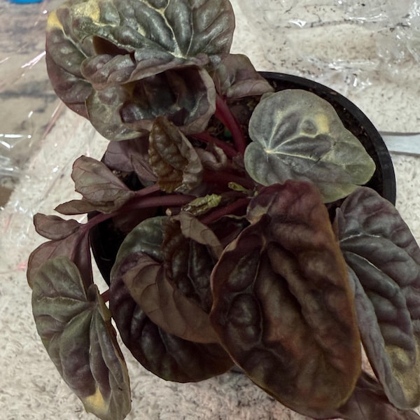 Hunter's Venom African Violet Live Plant, Young Starter in a 4" Pot ...
