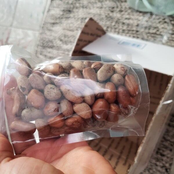 Peeled Calabash Nutmeg Wede Aba/ Erhe Ehuru / African Nutmeg - Etsy