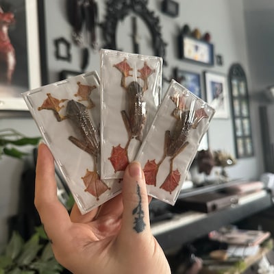 Huechys Sanguinea, Black and Scarlet Cicada, Real Cicada, Entomology ...