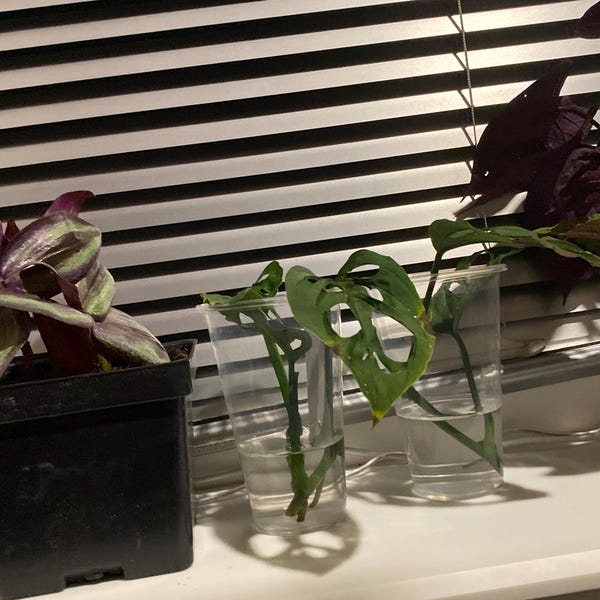 Giant White Inch Plant White Pistachio Tradescantia Houseplants Live ...