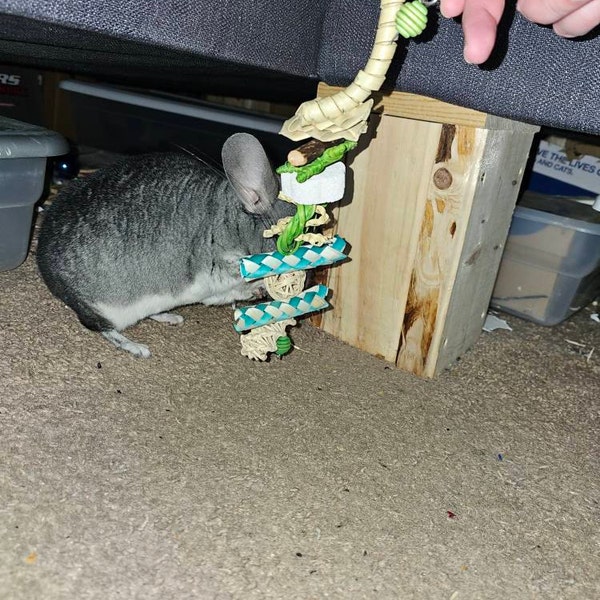 Chinpals Metal Enamel Chinchilla Pin - Etsy