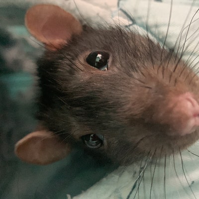 Plastic C-clip for Hanging Rings to Create Rat Toys and Accessories ...