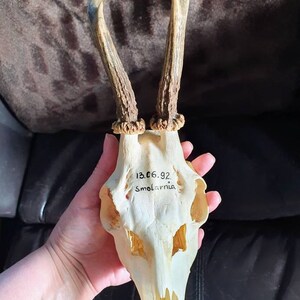 Giant Horse Skin Hide Real Natural Area Rug Living Room - Etsy