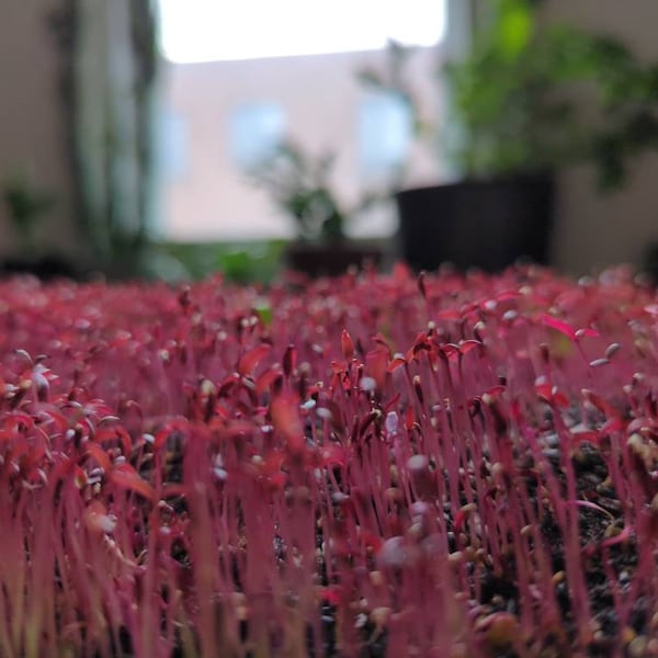Blood Amaranth Microgreens, Red Army Amaranth, 5000 Seeds // Soil Only ...