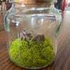 Miniature Red Hermit Crab Terrarium by Sbmathieu - Etsy