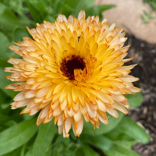 Okinawa Pink Okra Heirloom Vegetable Seeds - Etsy