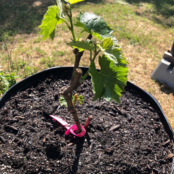 Japanese Queen Nina Grape Plant (bare Root) - Etsy