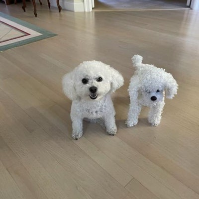 Puppy Michelle Realistic Toy, made to Order Poodle Dog , Toy Poodle ...