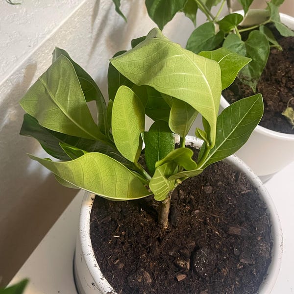 Fragrant Tiare Flower Starter Plant Also Called Tahitian Gardenia - Etsy