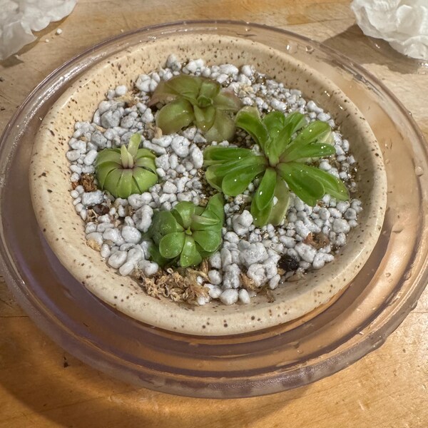 Pinguicula X "pirouette" Butterwort Hybrid - Rare Live Carnivorous ...