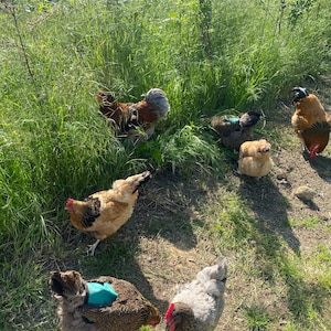 TURKEY SADDLE Adjustable Stag Protector Turkey Apron | Etsy