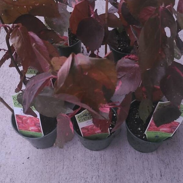 Ajuga Feathered Friends fierce Falcon Plant in 3 1/2 Pot Perennial ...