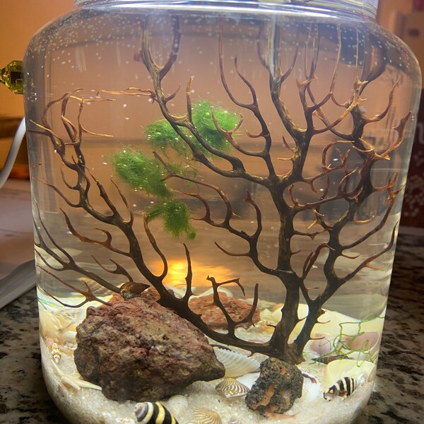 Large Shrimp Ecosphere - Closed Aquatic Ecosystem (glass, Natural ...