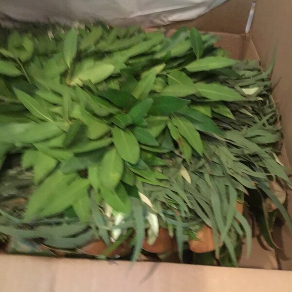 Fresh Grevillea Bunch, Real Greenery Bunch, Home Decor, Wedding ...