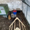 Chicken Feather Brush - Extra Soft Brush for Pet Chickens - Chicken ...