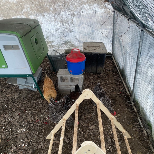 Chicken Perch Ladder & Roosting Bar - Extra Large - Sturdy Chicken Toy ...