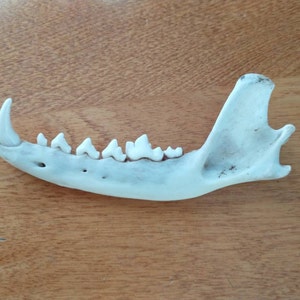 A Single English Red Fox Jaw Bone Ideal for Crafting. - Etsy UK