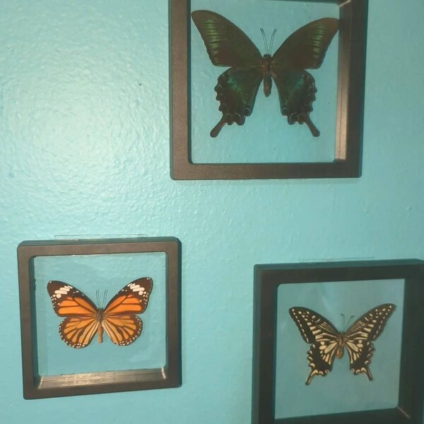 Real Butterfly 3D Floating Frame With Support Base ,original Butterfly ...