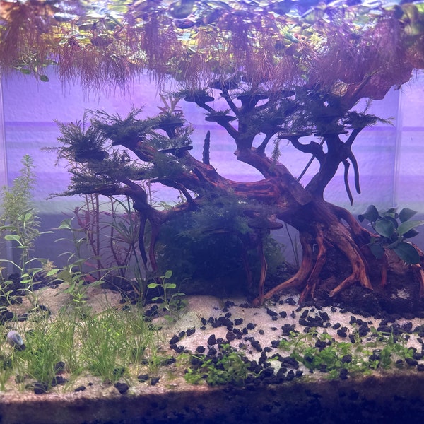 Bonsai Tree Aquarium, Bonsai Driftwood, Bonsai for Aquascape & Aquarium ...