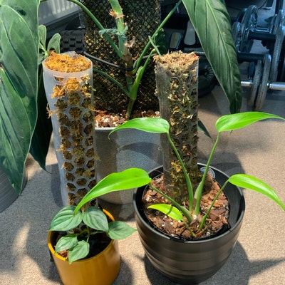 Organic Emperor Lychee Live Plant Litchi Chinensis 1 Live - Etsy UK