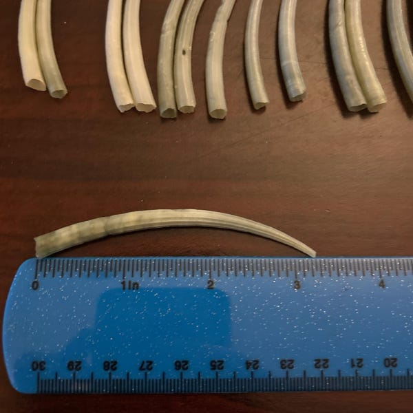 3"-4" Dinosaur Poop Petrified Coprolite Natural Fossil Rock Stone ...