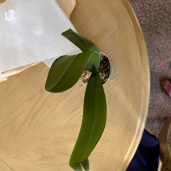 Awarded "cotton Candy" Phal. Cheng-de Beauty 'sakura' AM/AOS , Handsome Plant in 4" Pot With 25 ...