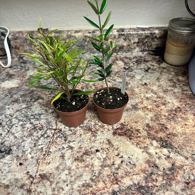 Hoya Sp. Timor, Rare & Beautiful Hoya, Rooted Plant Shipped in 2.5 Pot ...