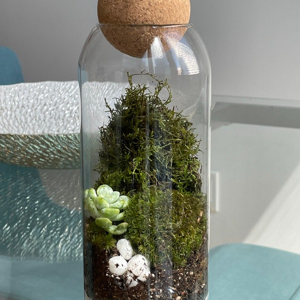 Complete Closed Terrarium Kit With Live Plants & Moss – Bioactive ...
