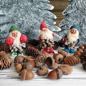 JUMBO Acorns Real Acorns Extra Large Real Acorns Natural Acorns Large ...