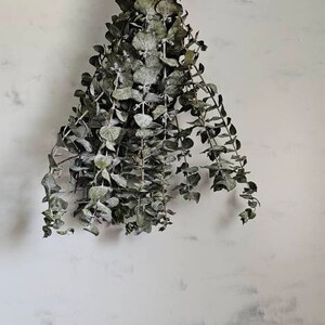 Fresh Eucalyptus Shower Bundle, Eucalyptus Shower Bundle, Indoor ...