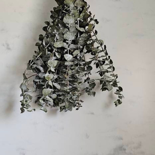 Fresh Eucalyptus Shower Bundle, Eucalyptus Shower Bundle, Indoor ...