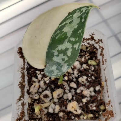 Cebu Blue Ghost Variegated Epipremnum Pinnatum Rooted Starter Plant - Etsy