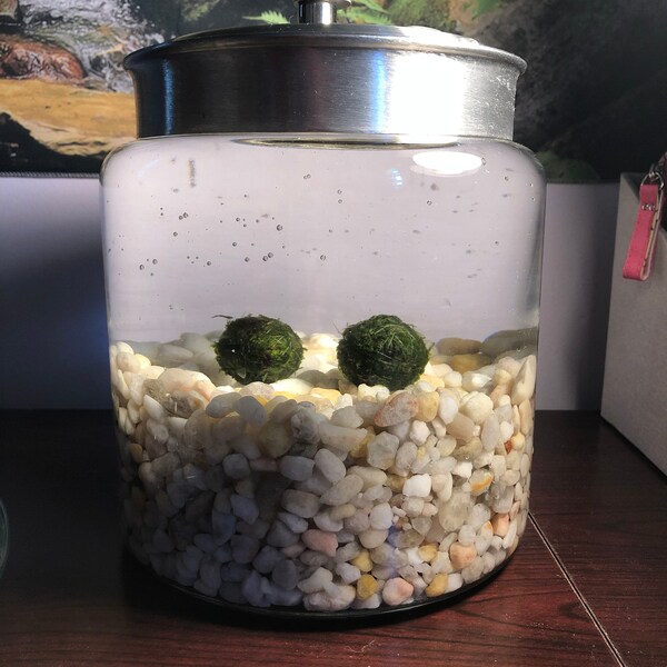 Large Java Moss Ball for Terrarium Planted Tank Live Aquarium ...